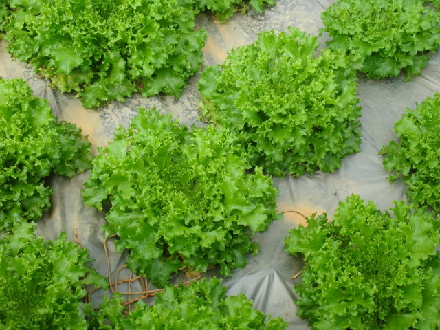 Hướng dẫn kỹ thuật trồng rau màu trong mùa mưa - Tìm đáp án, giải bài