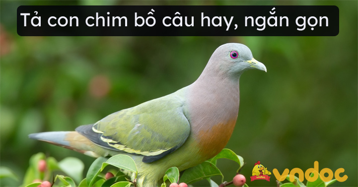 Tả con chim bồ câu Hay Chọn Lọc - Tả về chim bồ câu - VnDoc.com