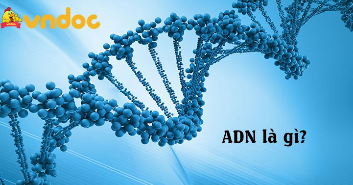 ADN là gì? - Sinh học 9 - VnDoc.com