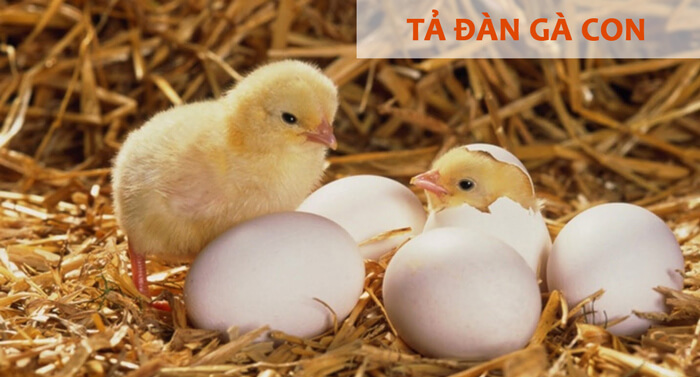 Tả đàn gà con lớp 4 Hay Nhất - Tả con gà con lớp 4 - VnDoc.com