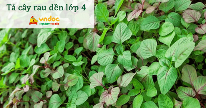 Tả cây rau dền lớp 4 - Văn tả cây rau dền lớp 4 Hay Nhất - VnDoc.com