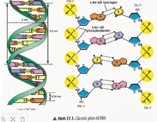 Khoa học tự nhiên 9 Chân trời sáng tạo bài 37 - Nucleic acid và ứng dụng - VnDoc.com