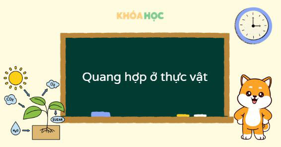 Quang hợp ở thực vật KNTT - Lý thuyết KHTN 7 Bài 22 Kết nối tri thức - VnDoc.com